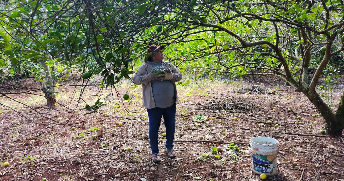 Story of a producer - Arpen